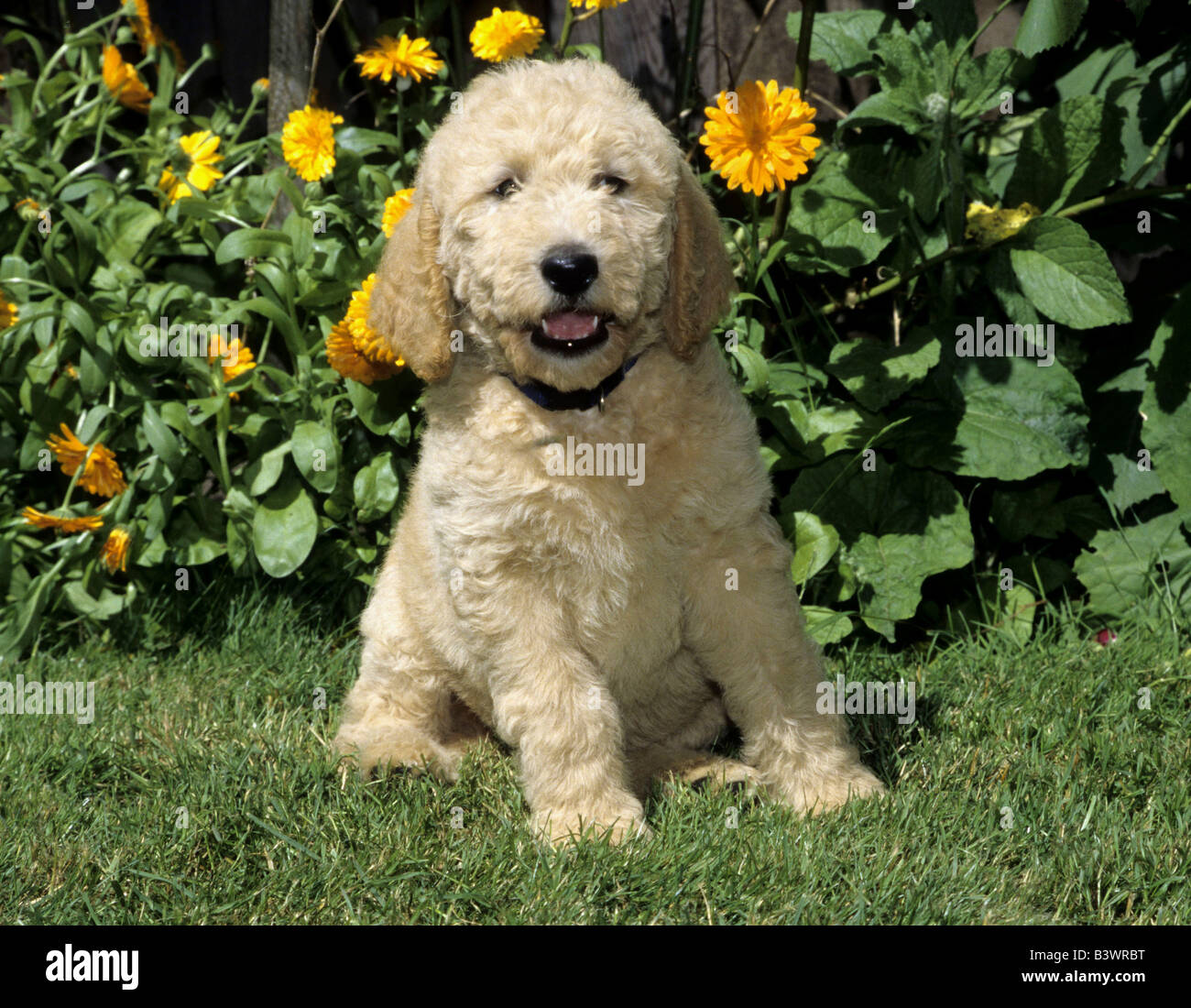 Labradoodle puppy sitting in a garden Stock Photo - Alamy