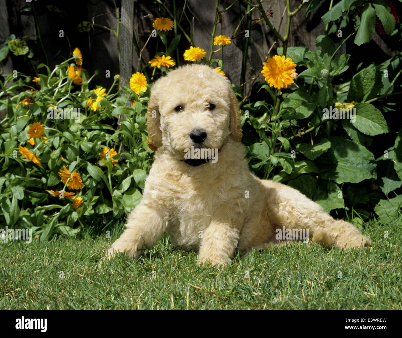 Labradoodle puppy sitting in a garden Stock Photo - Alamy