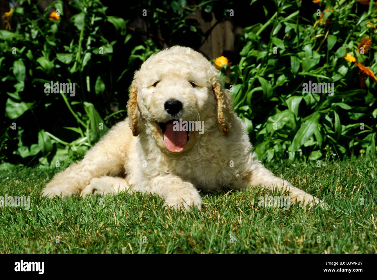 Labradoodle puppy sitting in a garden Stock Photo - Alamy
