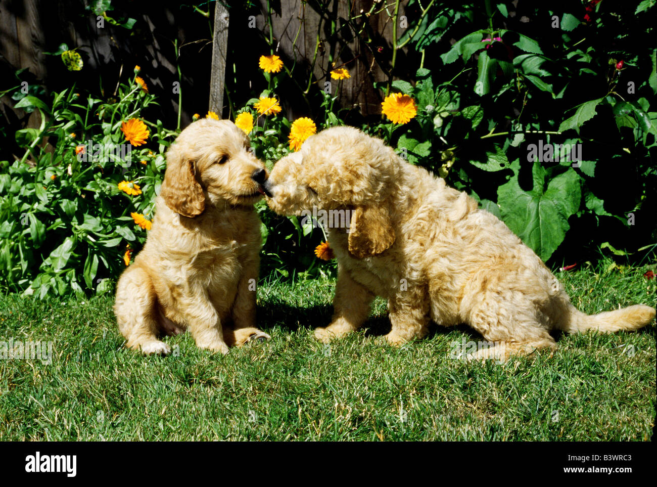Labradoodle puppies sitting in a garden Stock Photo - Alamy