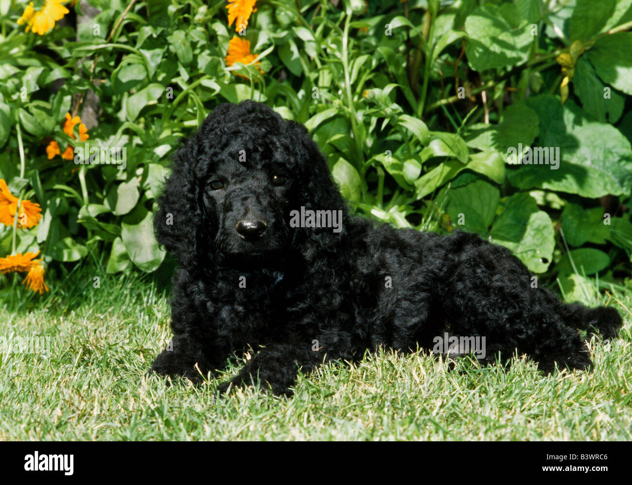 Black Labradoodle sitting in a garden Stock Photo - Alamy