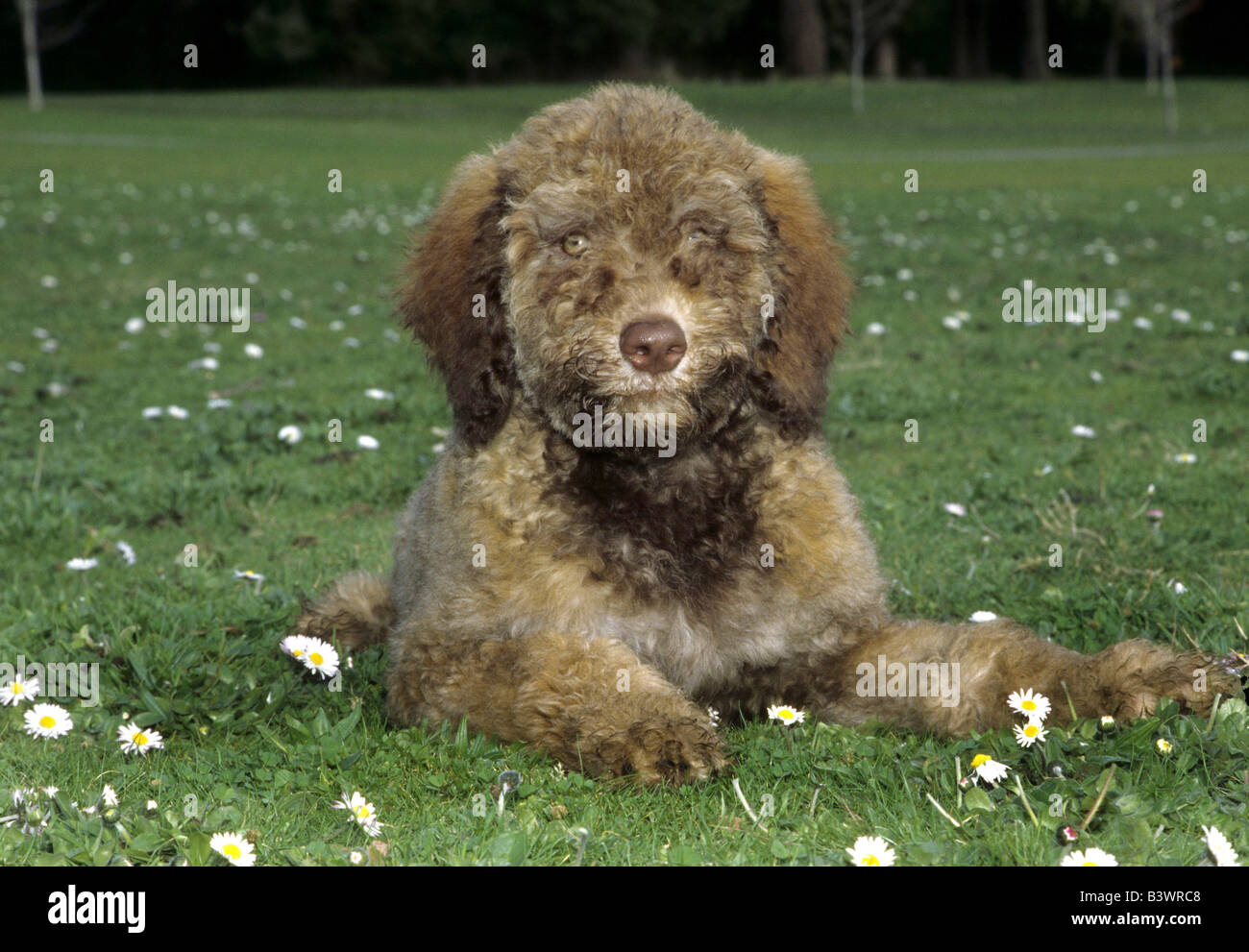 Labradoodle puppy sitting in a park Stock Photo - Alamy