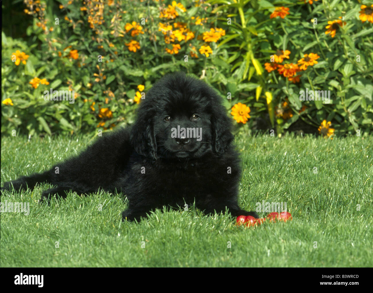 Newfoundland puppy sitting in a garden Stock Photo - Alamy