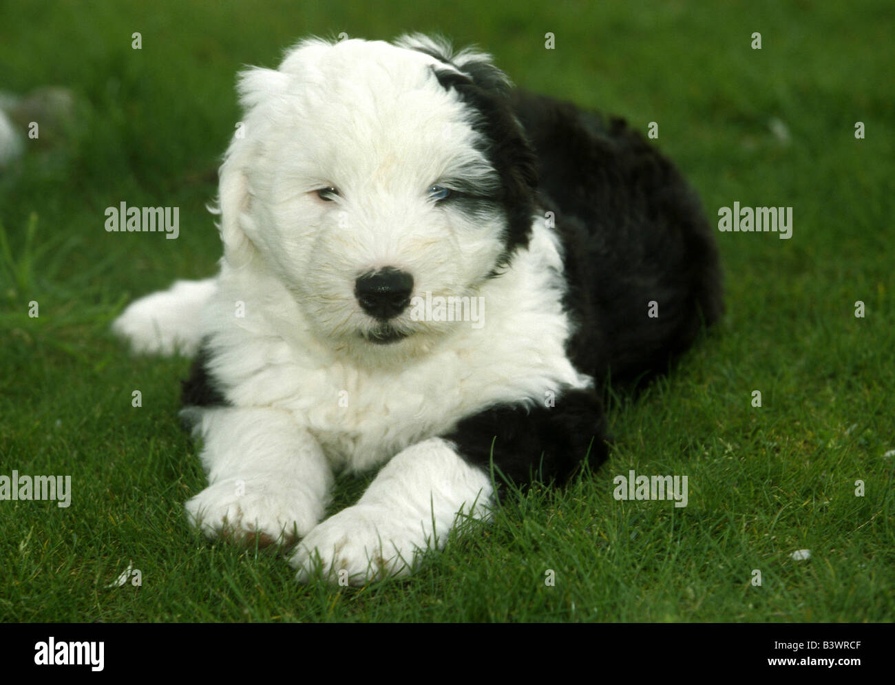 Old English Sheepdog puppy sitting in a park Stock Photo - Alamy