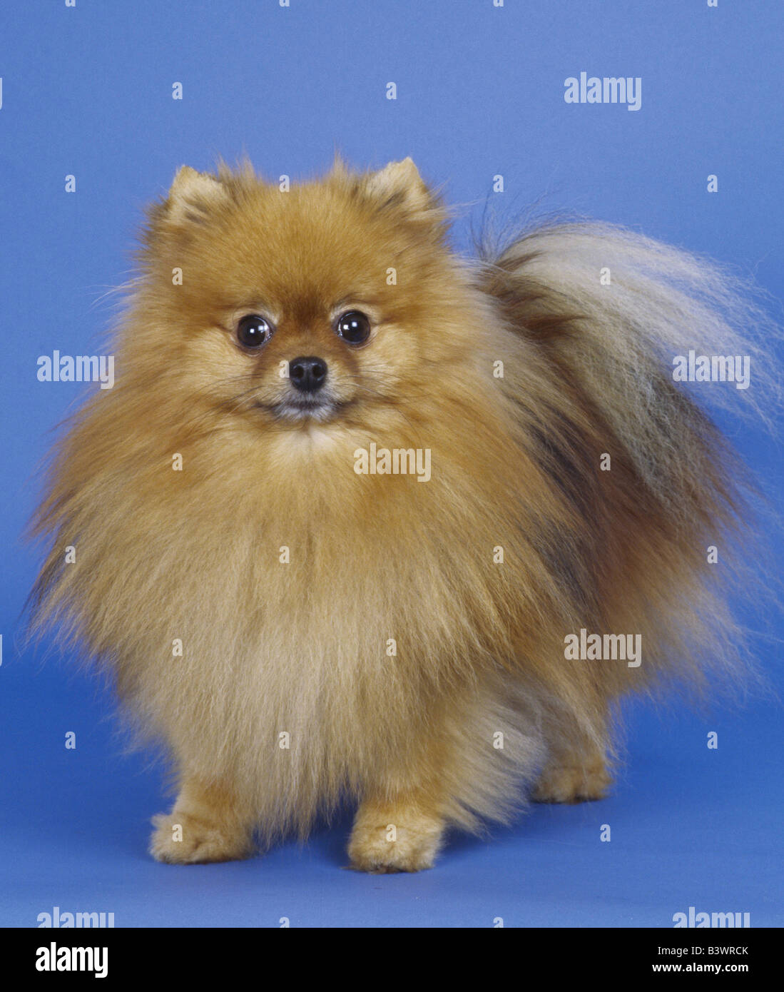 Pampered pomeranian hi-res stock photography and images - Alamy
