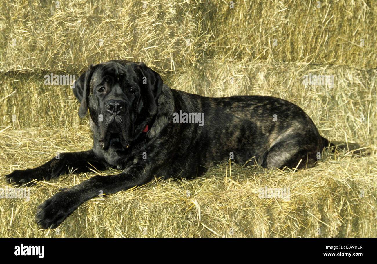 English mastiff side view hi-res stock photography and images - Alamy