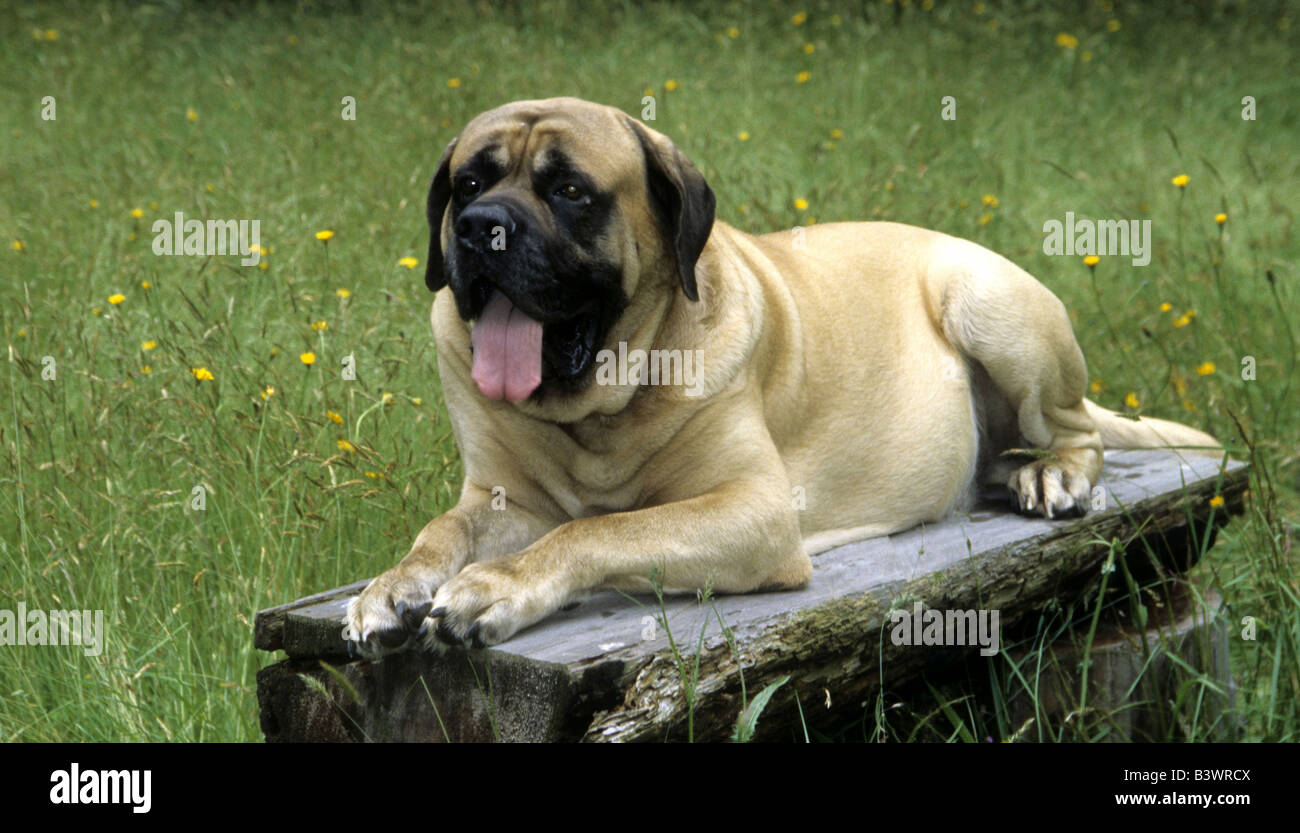 English mastiff hi-res stock photography and images - Alamy