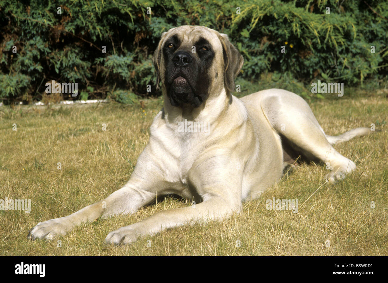 English bull mastiff hi-res stock photography and images - Alamy