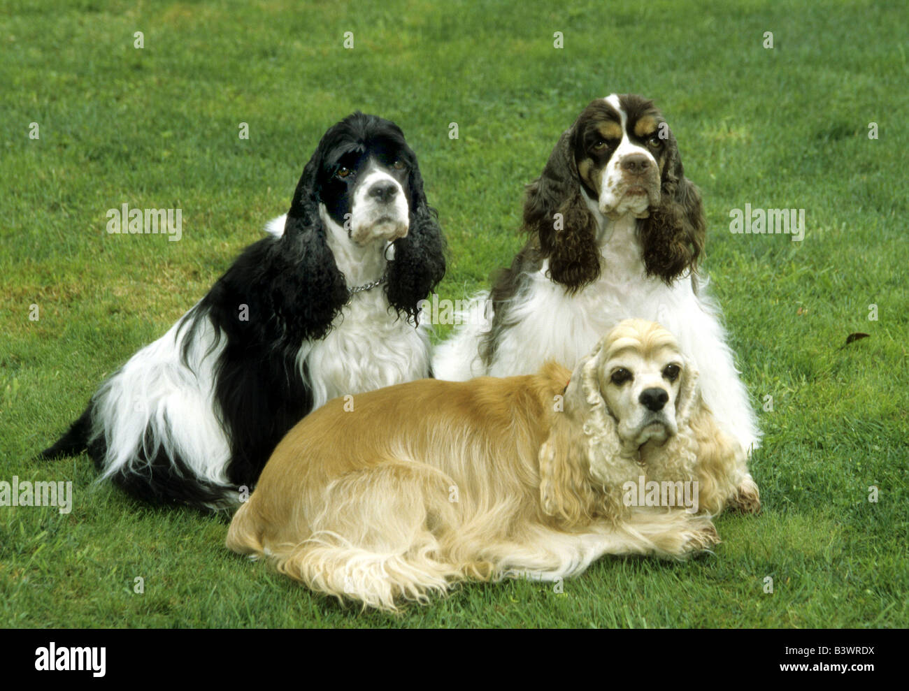 American Cocker Spaniels Stock Photo - Alamy