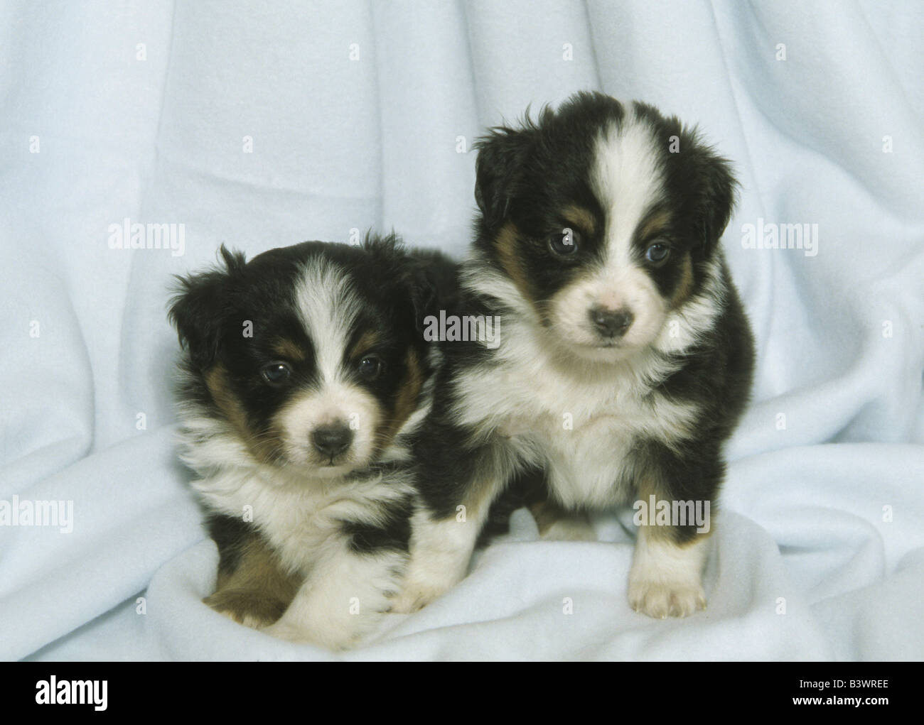 Australian shepherd puppy side view hi-res stock photography and images ...