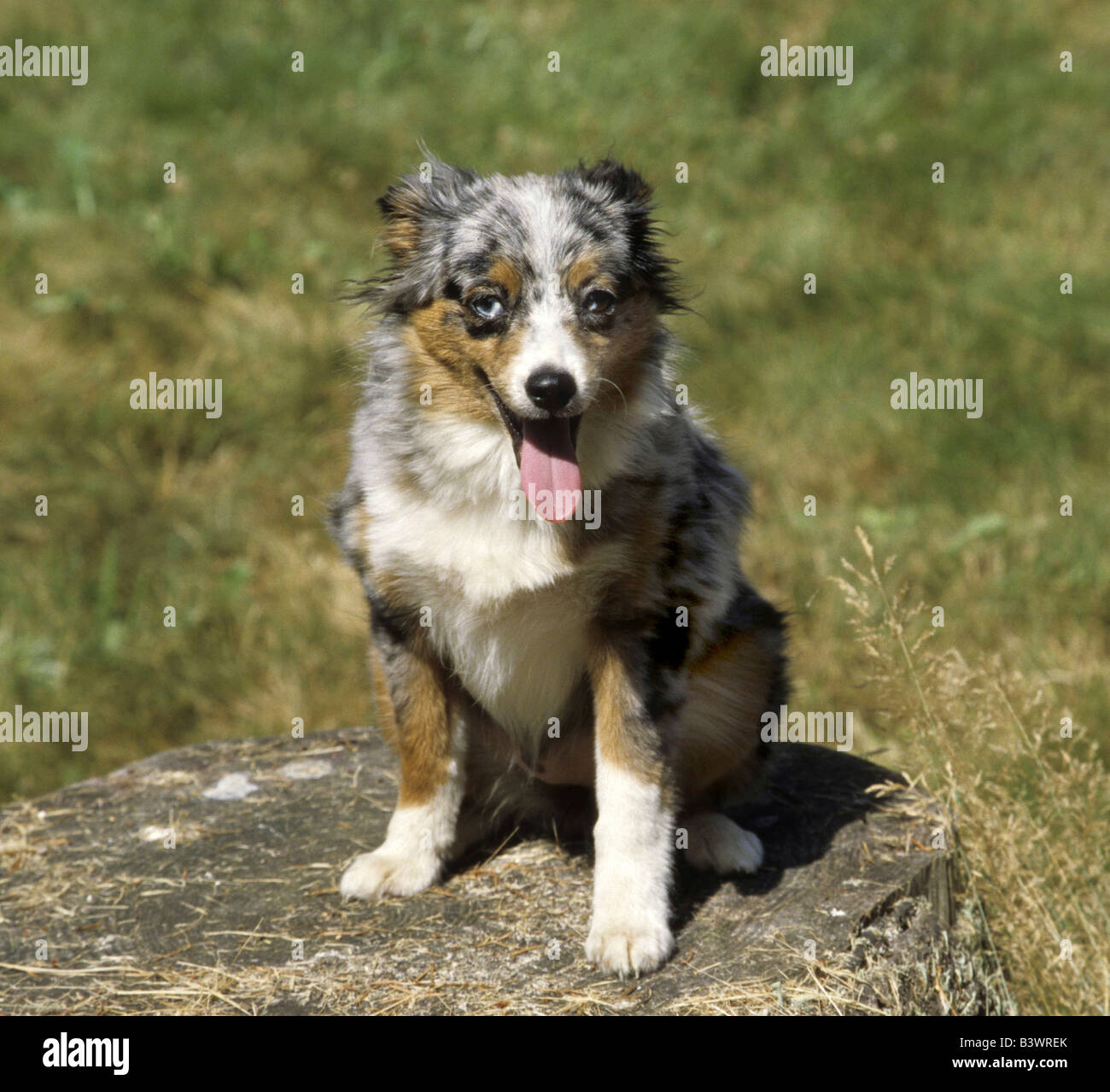 Australian shepherd on rock hi-res stock photography and images - Alamy