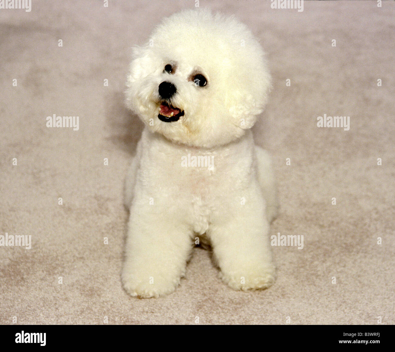 Dog bichon frise adult sitting hi-res stock photography and images - Alamy