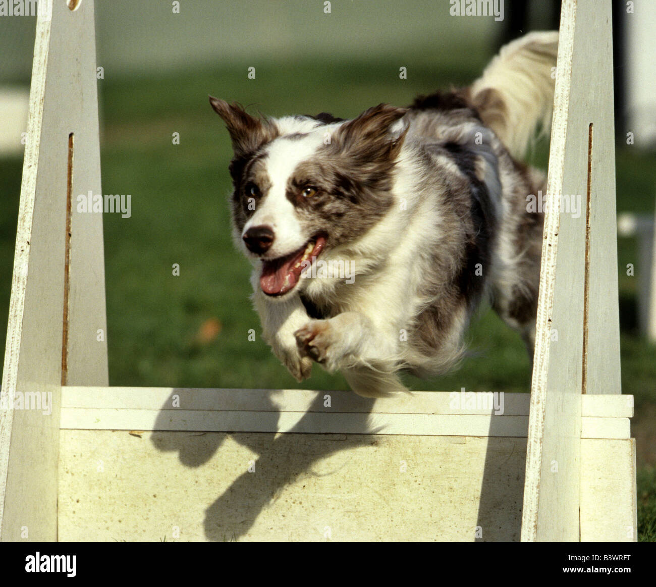 Border collie jumping at agility show hi-res stock photography and ...