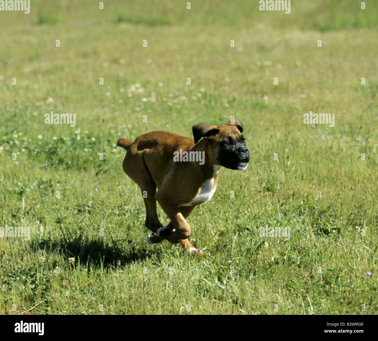 Uncropped field hi-res stock photography and images - Alamy