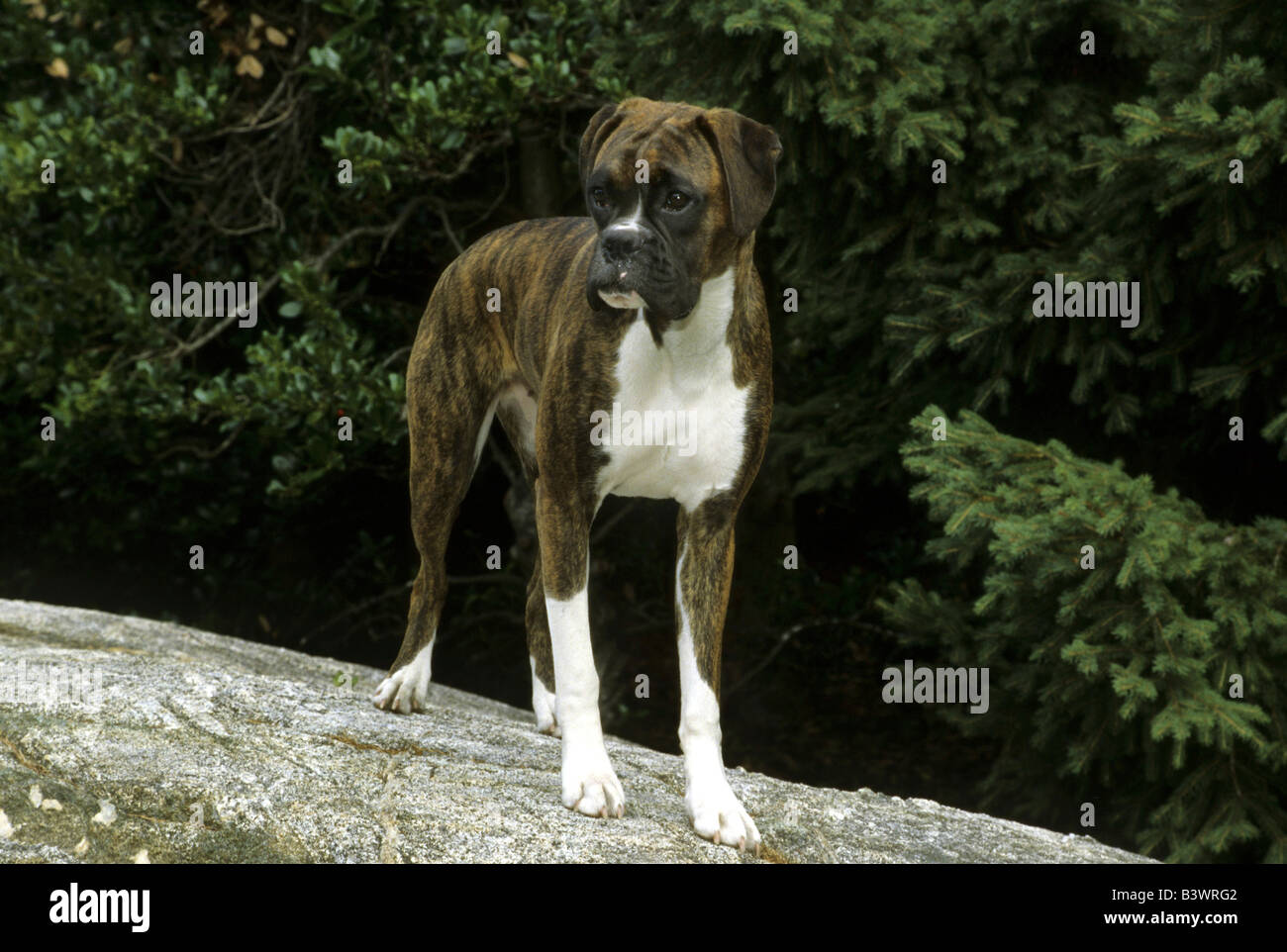 Uncropped dog hi-res stock photography and images - Alamy