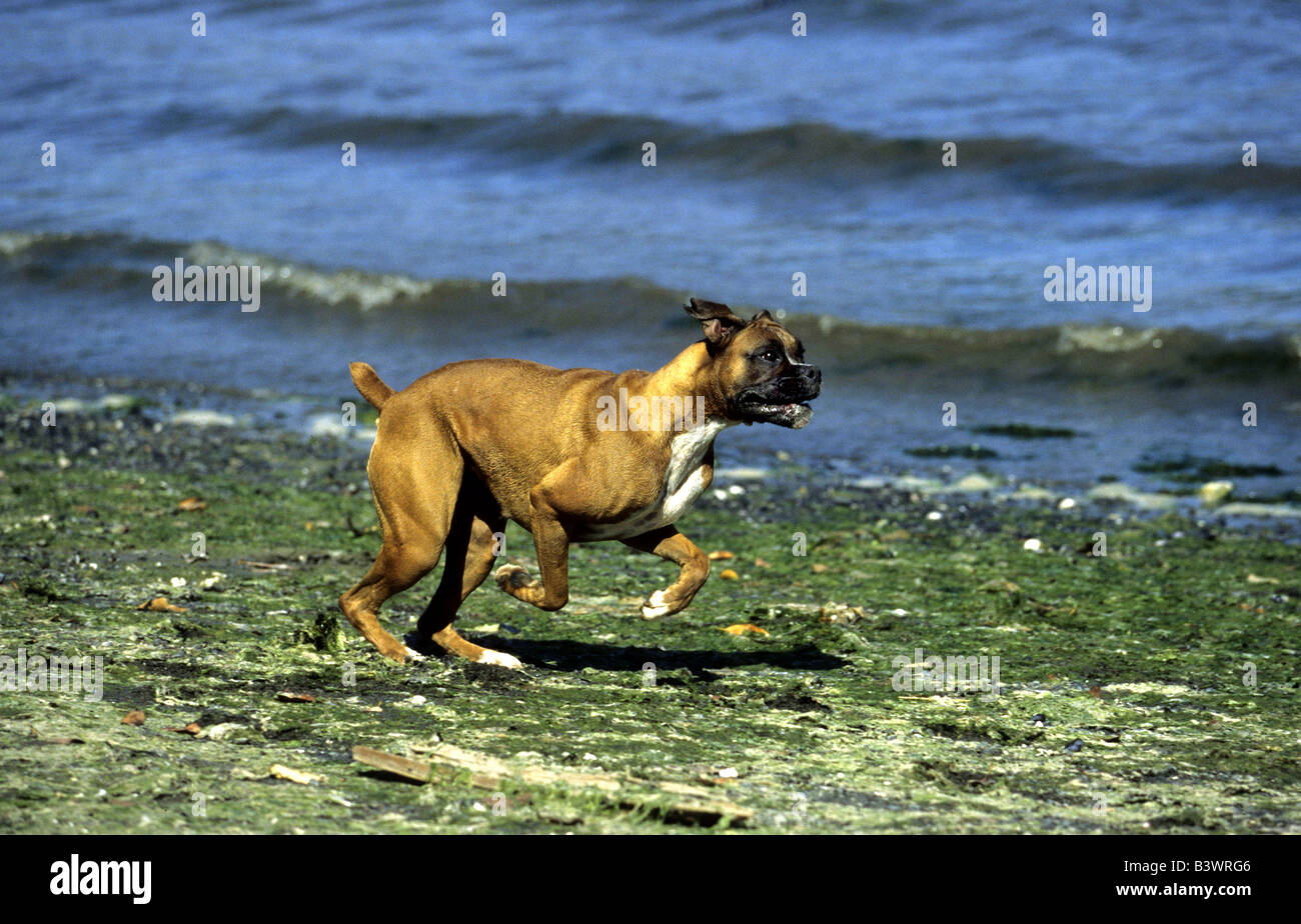 Boxer dog running on grass hi-res stock photography and images - Alamy