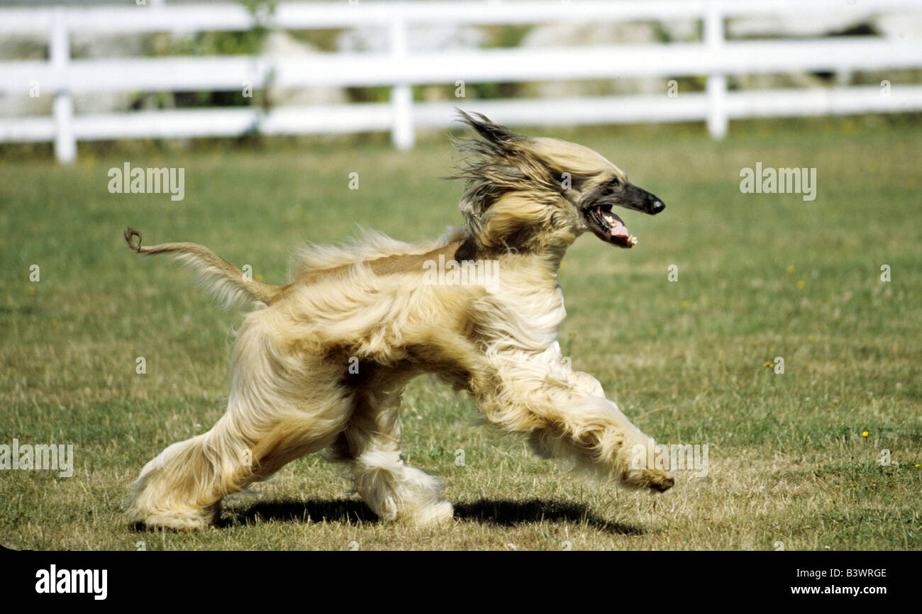 Afghan hound running hi-res stock photography and images - Alamy