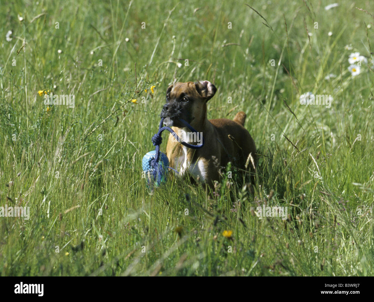 Uncropped field hi-res stock photography and images - Alamy