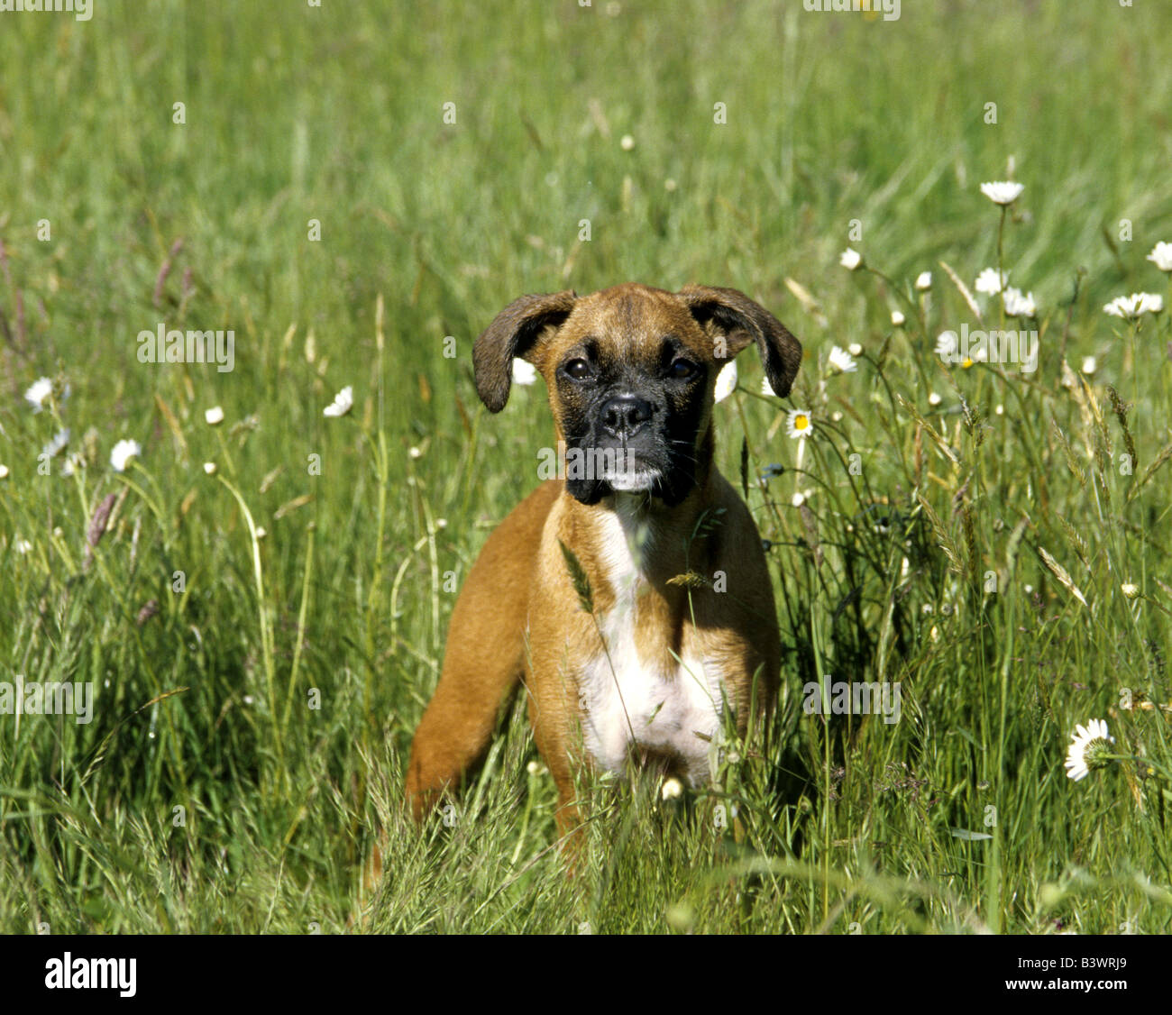 Uncropped field hi-res stock photography and images - Alamy