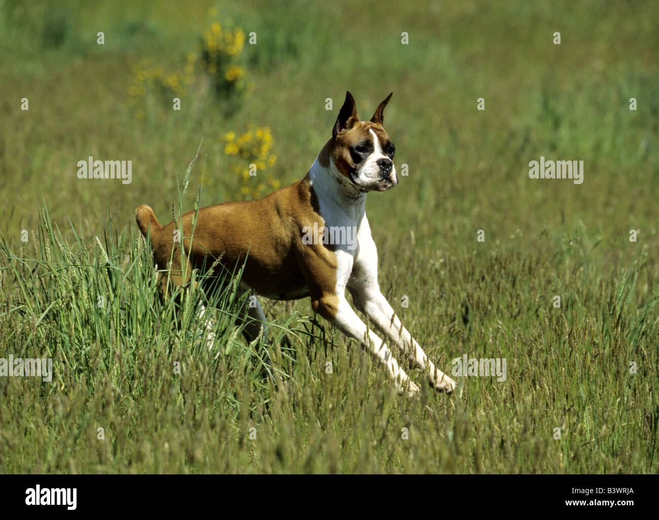 Uncropped field hi-res stock photography and images - Alamy