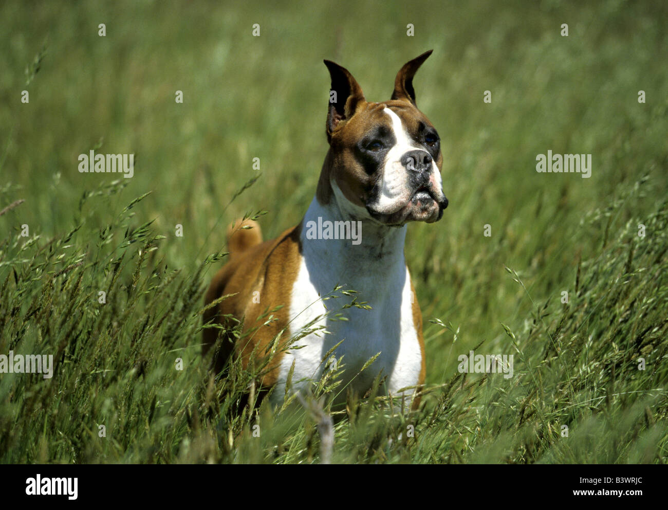 Uncropped field hi-res stock photography and images - Alamy