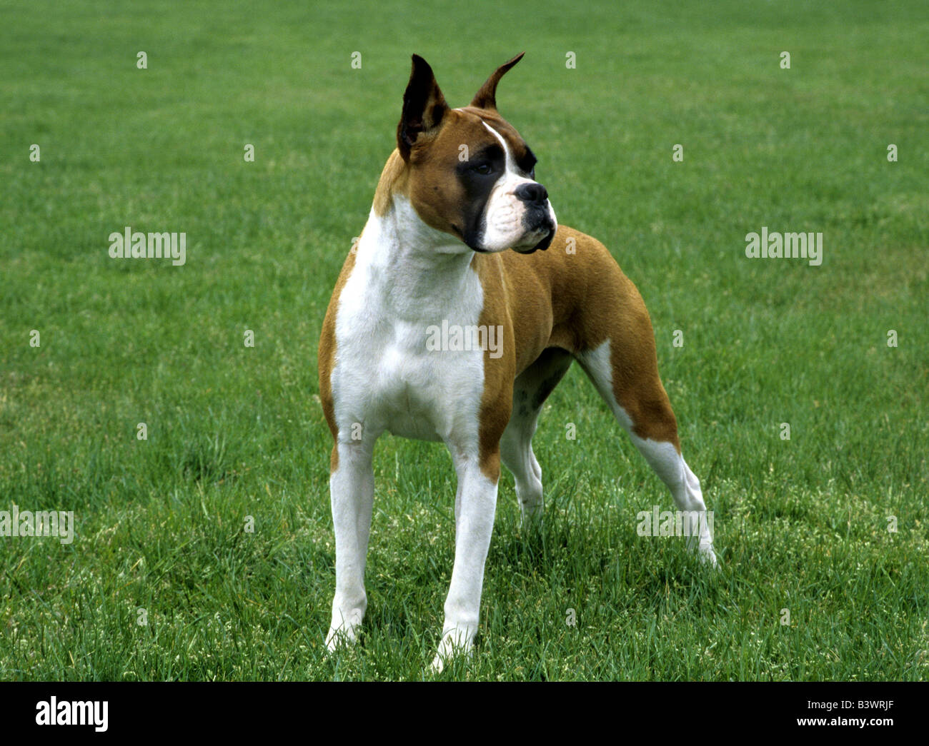 Boxer With Cropped Ears For Sale at Joan Mealey blog