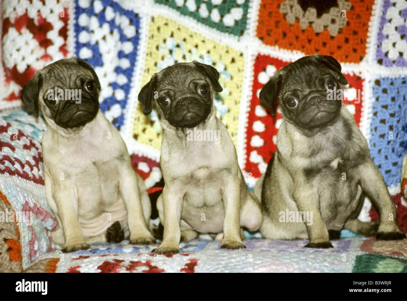 Three pugs sitting on a couch Stock Photo - Alamy
