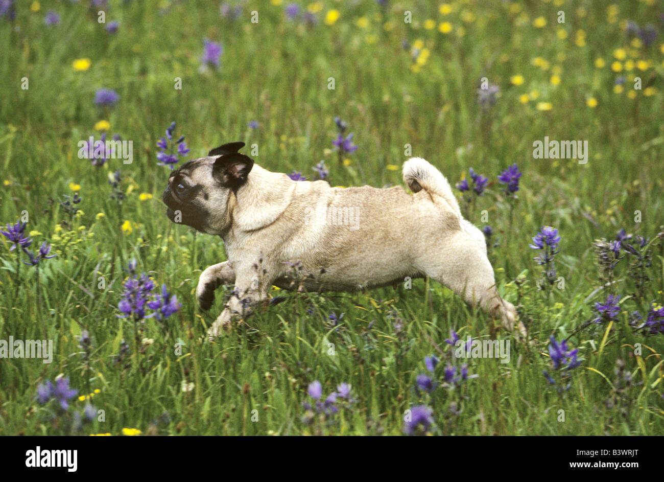 Pug running in a field Stock Photo - Alamy