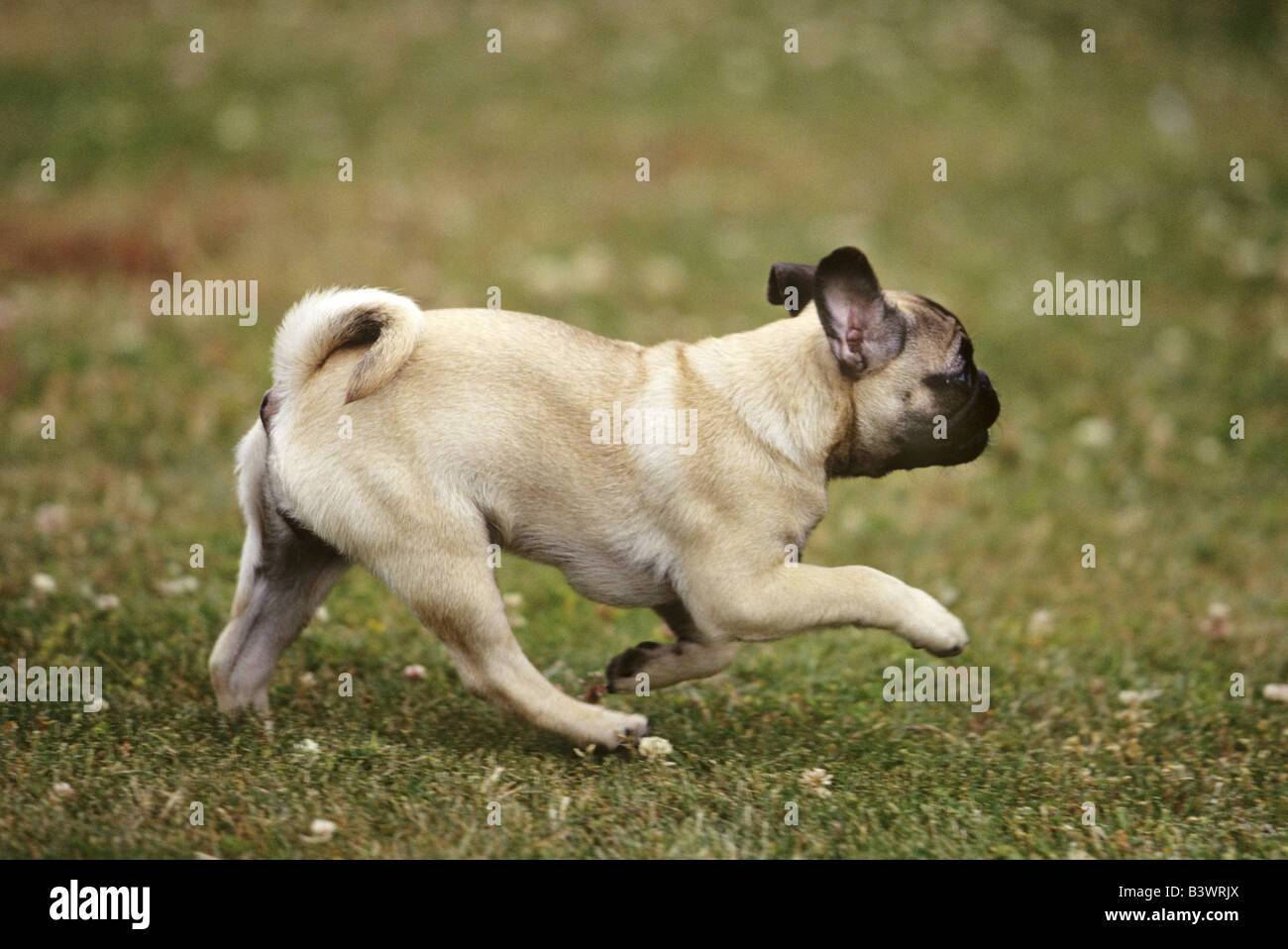 Pug running in a field Stock Photo - Alamy