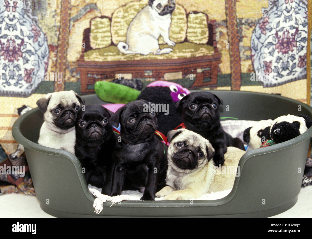 Pug puppies in a basket Stock Photo - Alamy