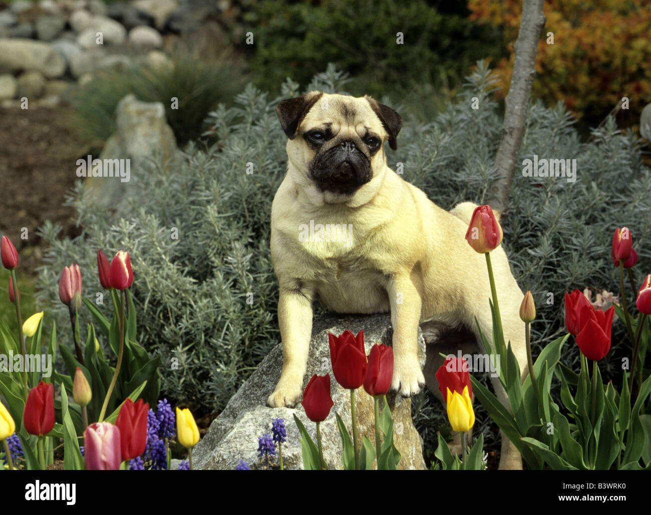 Pug standing in a garden Stock Photo - Alamy