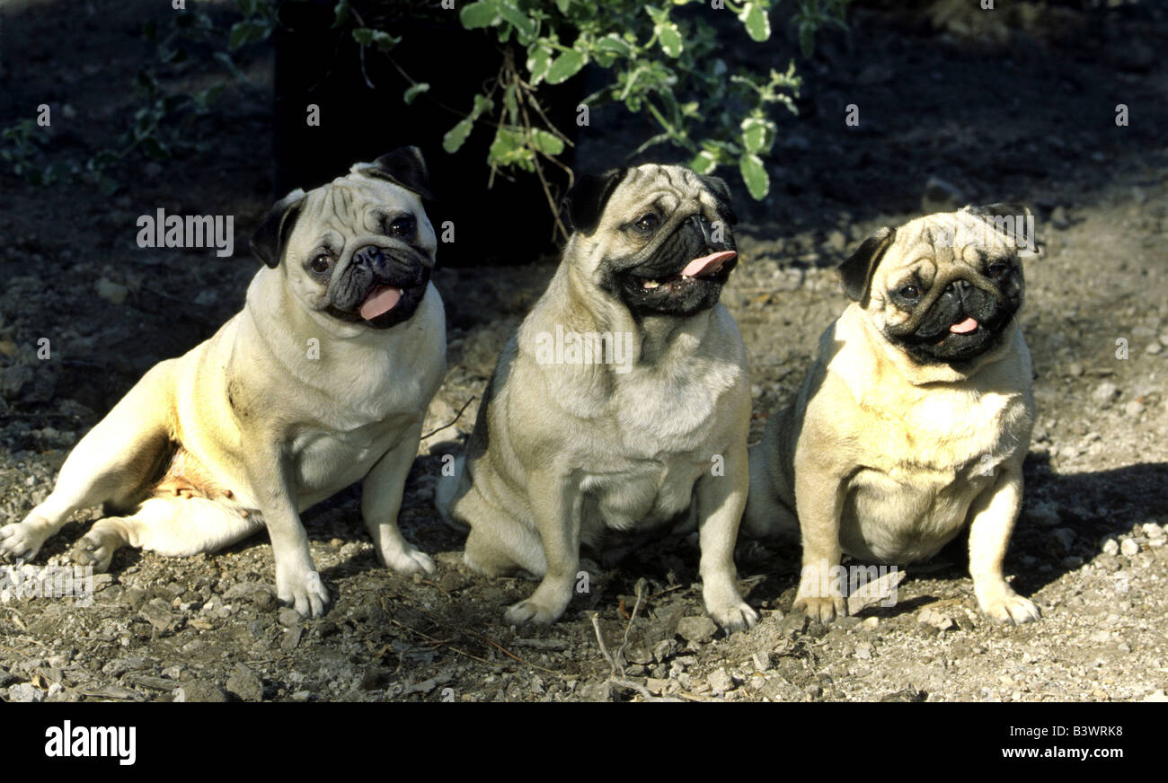 Three pugs hi-res stock photography and images - Alamy