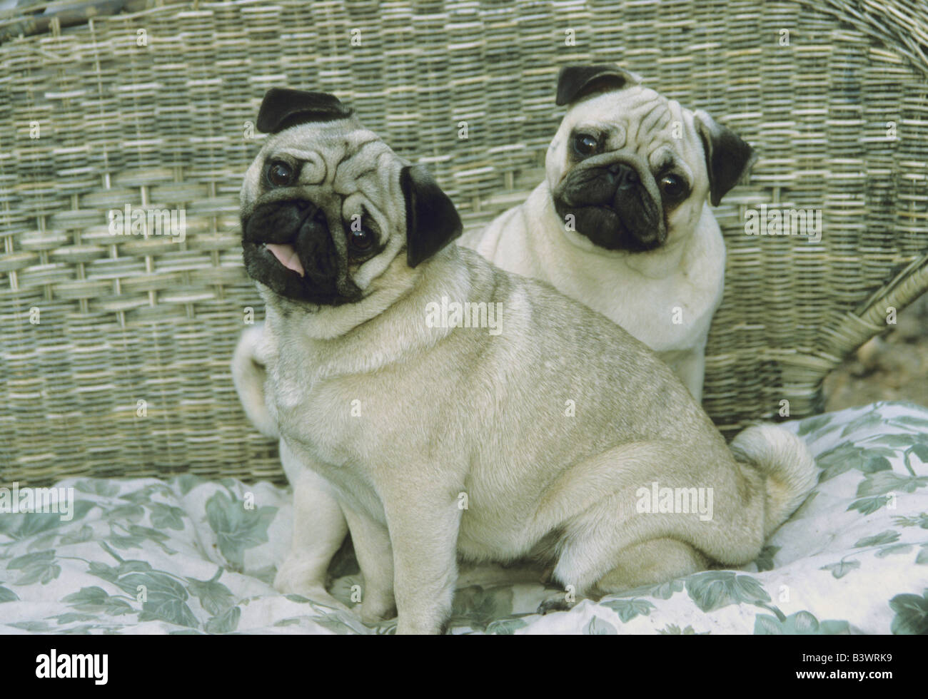 Close-up of two Pugs in a basket Stock Photo - Alamy