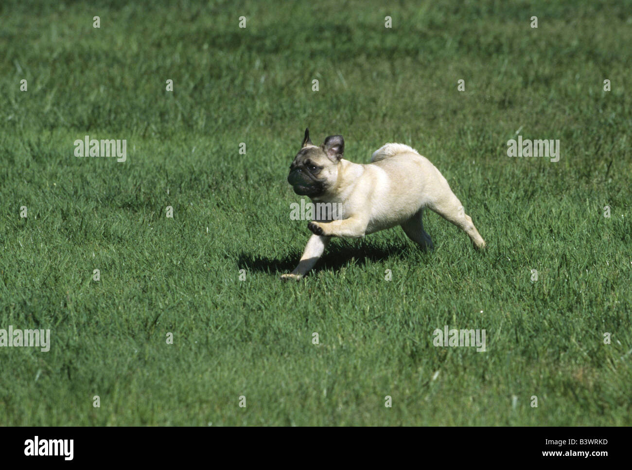 Pug running in a field Stock Photo - Alamy