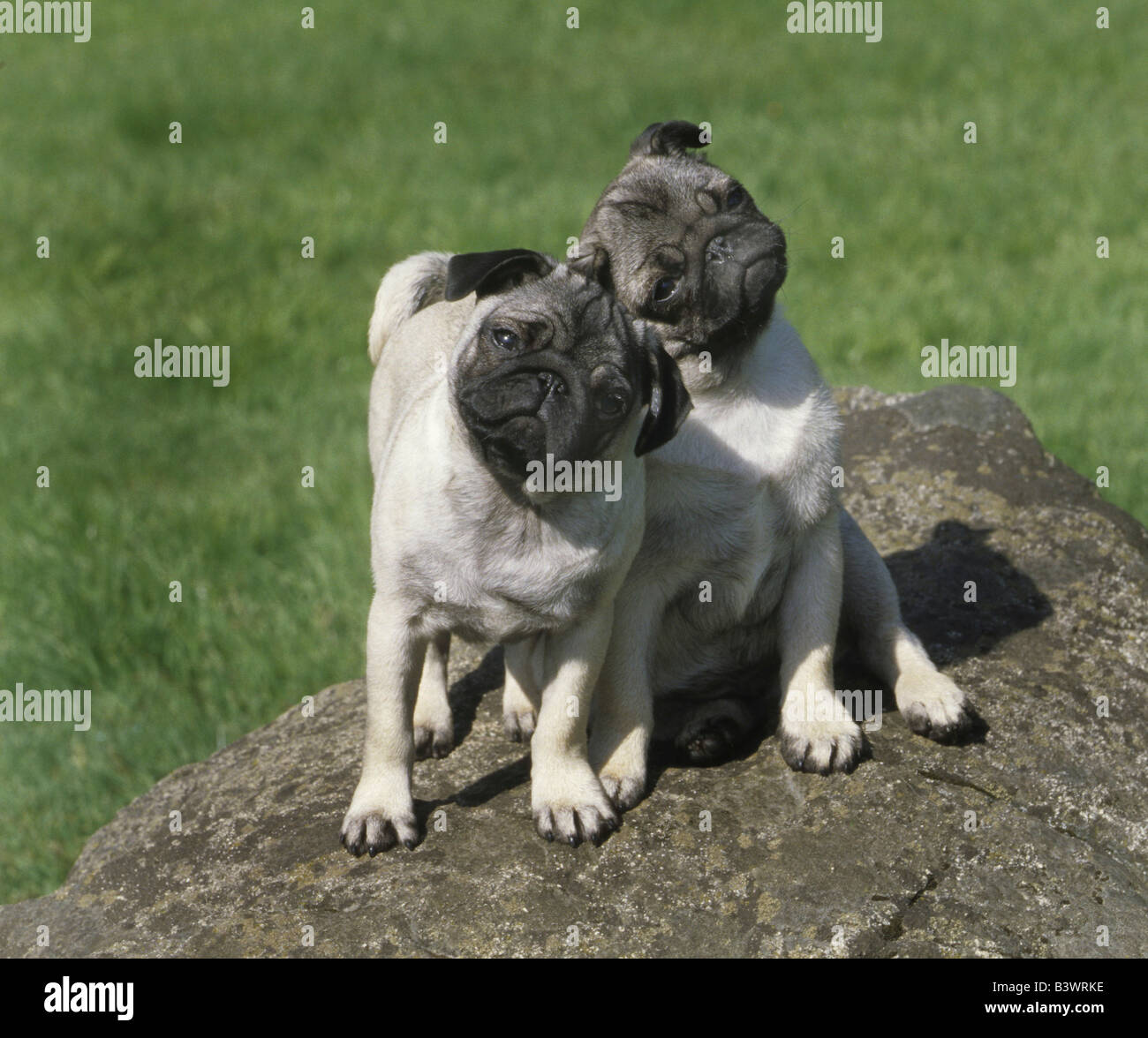 Two Pugs on a rock Stock Photo - Alamy