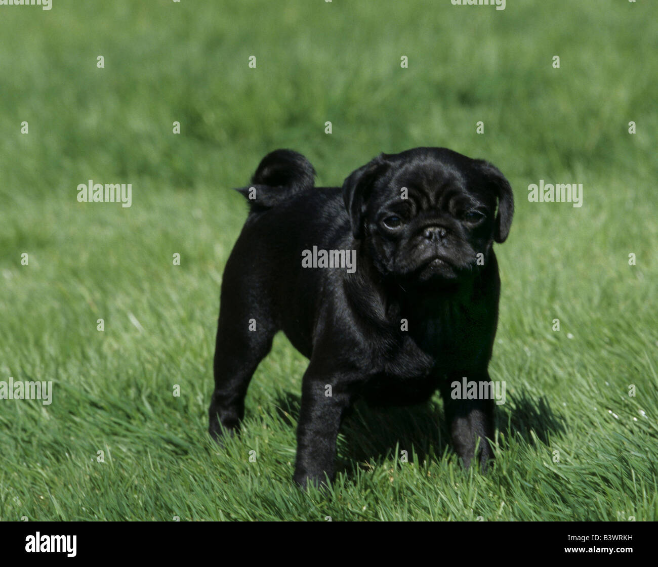 Close-up of a Pug standing on grass Stock Photo - Alamy