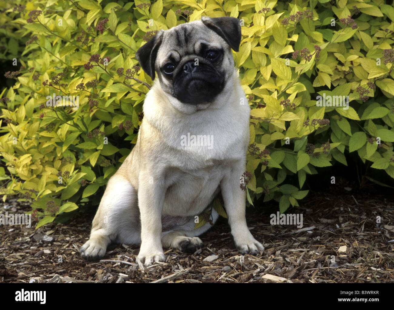 Close-up of a Pug Stock Photo - Alamy