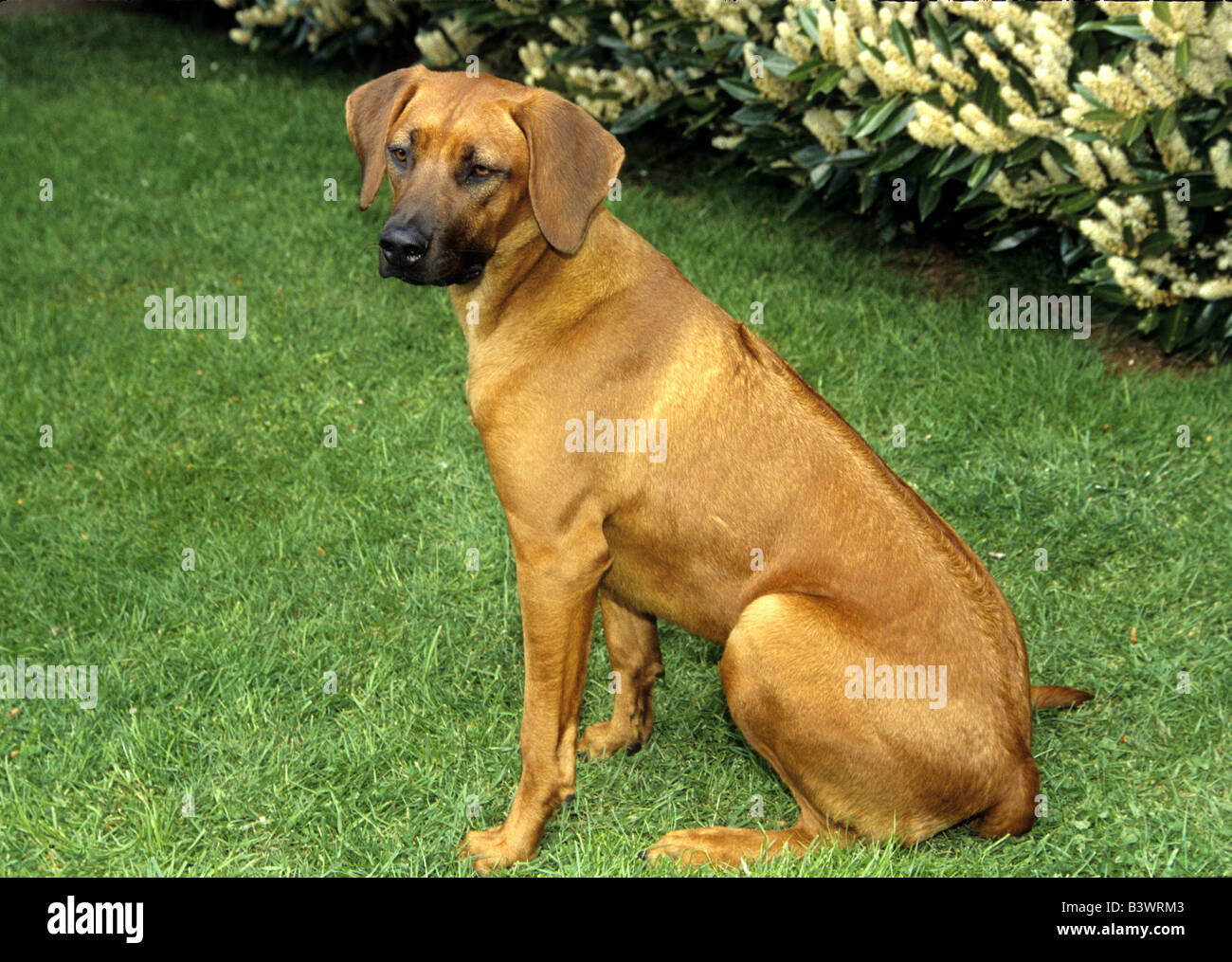 Rhodesian Ridgeback sitting on grass Stock Photo - Alamy