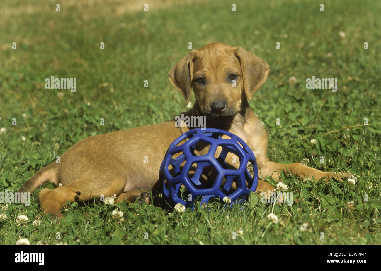 Rhodesian Ridgeback puppy lying on grass with a toy Stock Photo - Alamy