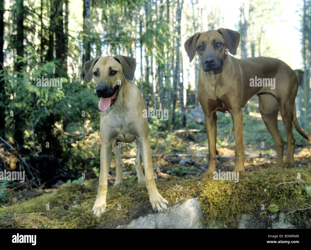 Ridgebacks High Resolution Stock Photography and Images - Alamy