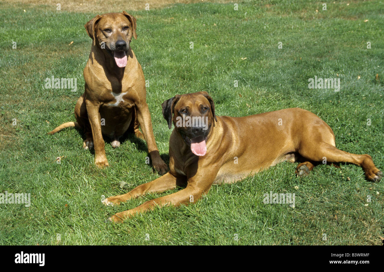 Rhodesian ridgebacks hi-res stock photography and images - Alamy