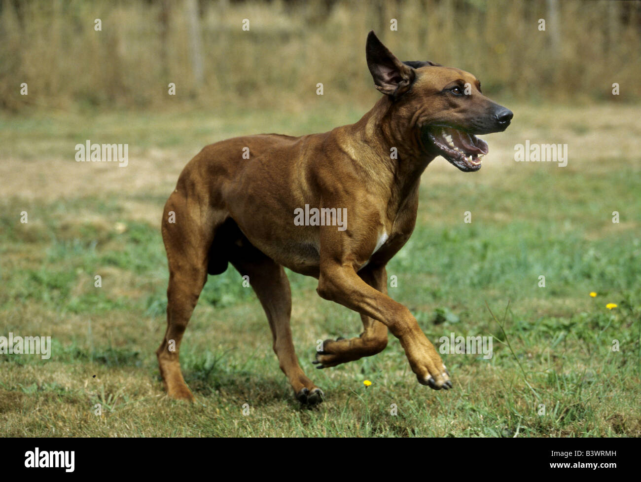 Rhodesian Ridgeback running in a field Stock Photo - Alamy