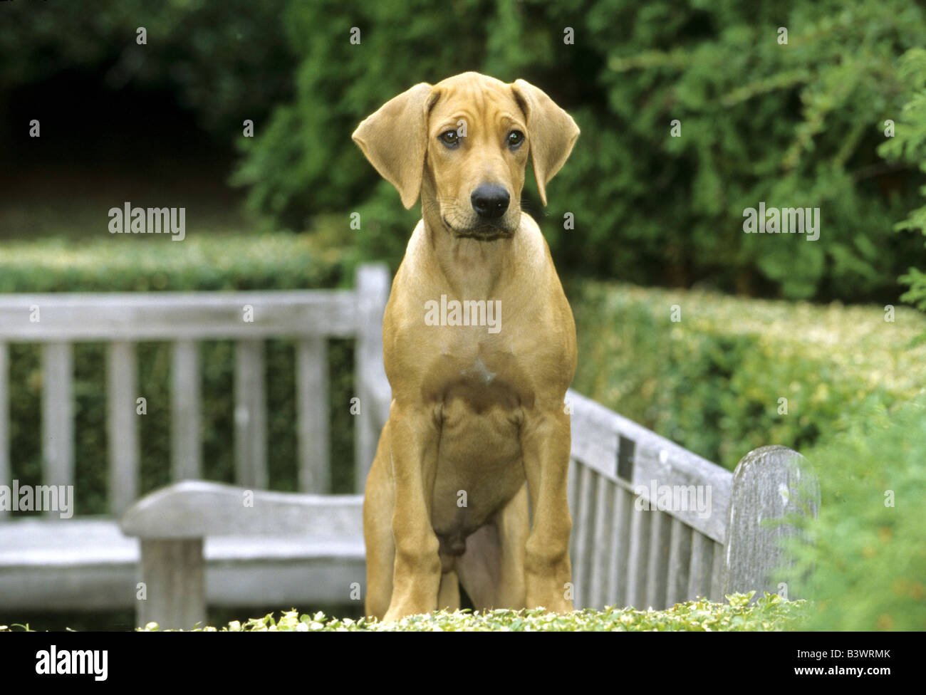 Rhodesian Ridgeback standing on a park bench Stock Photo - Alamy