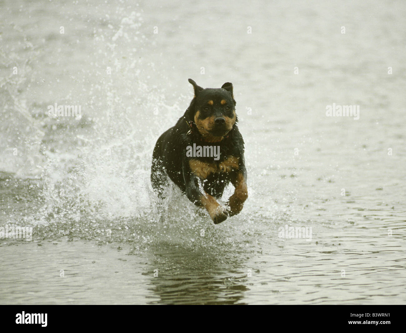 Rottweiler running in water Stock Photo - Alamy