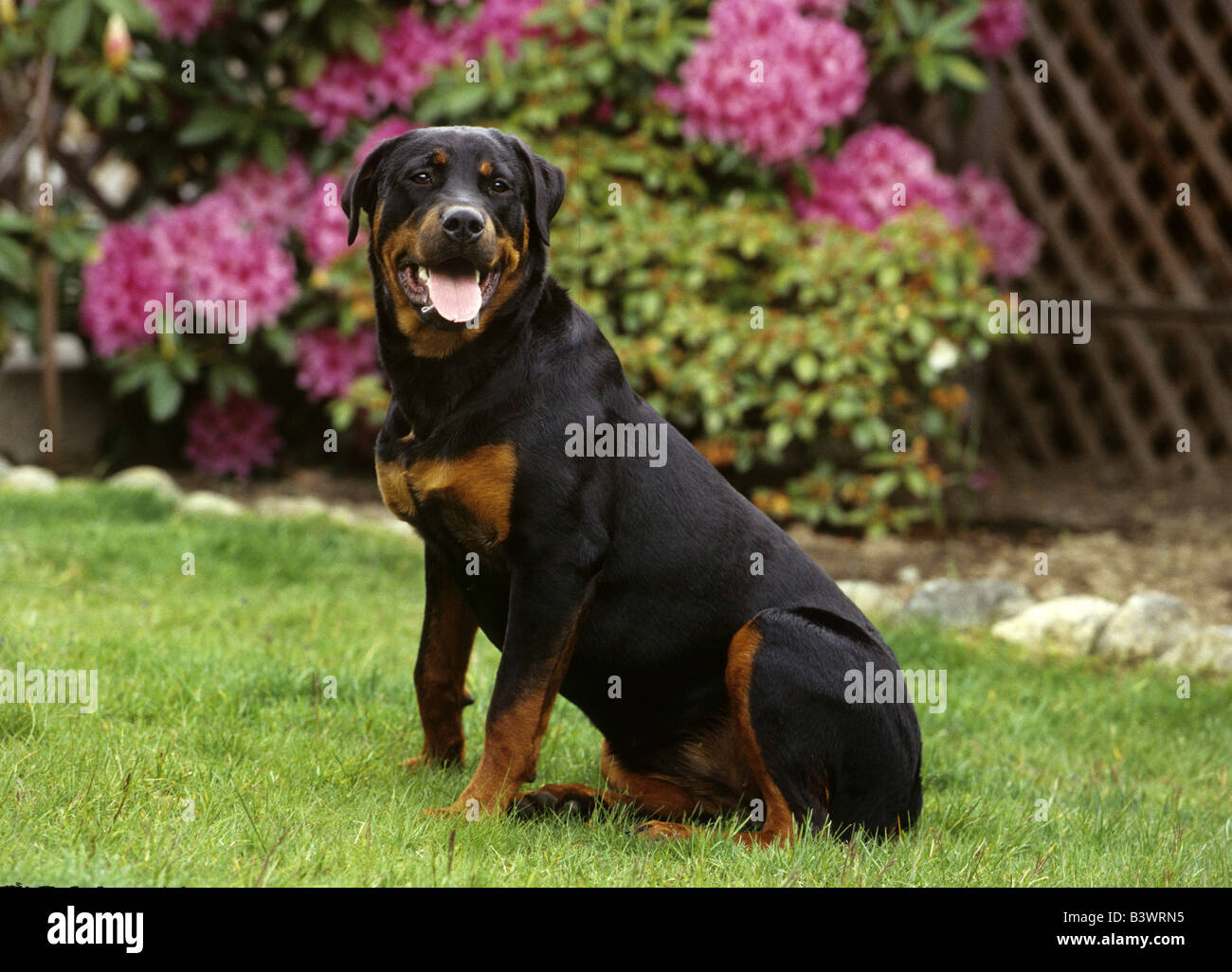 Rottweiler sitting tongue out hi-res stock photography and images - Alamy