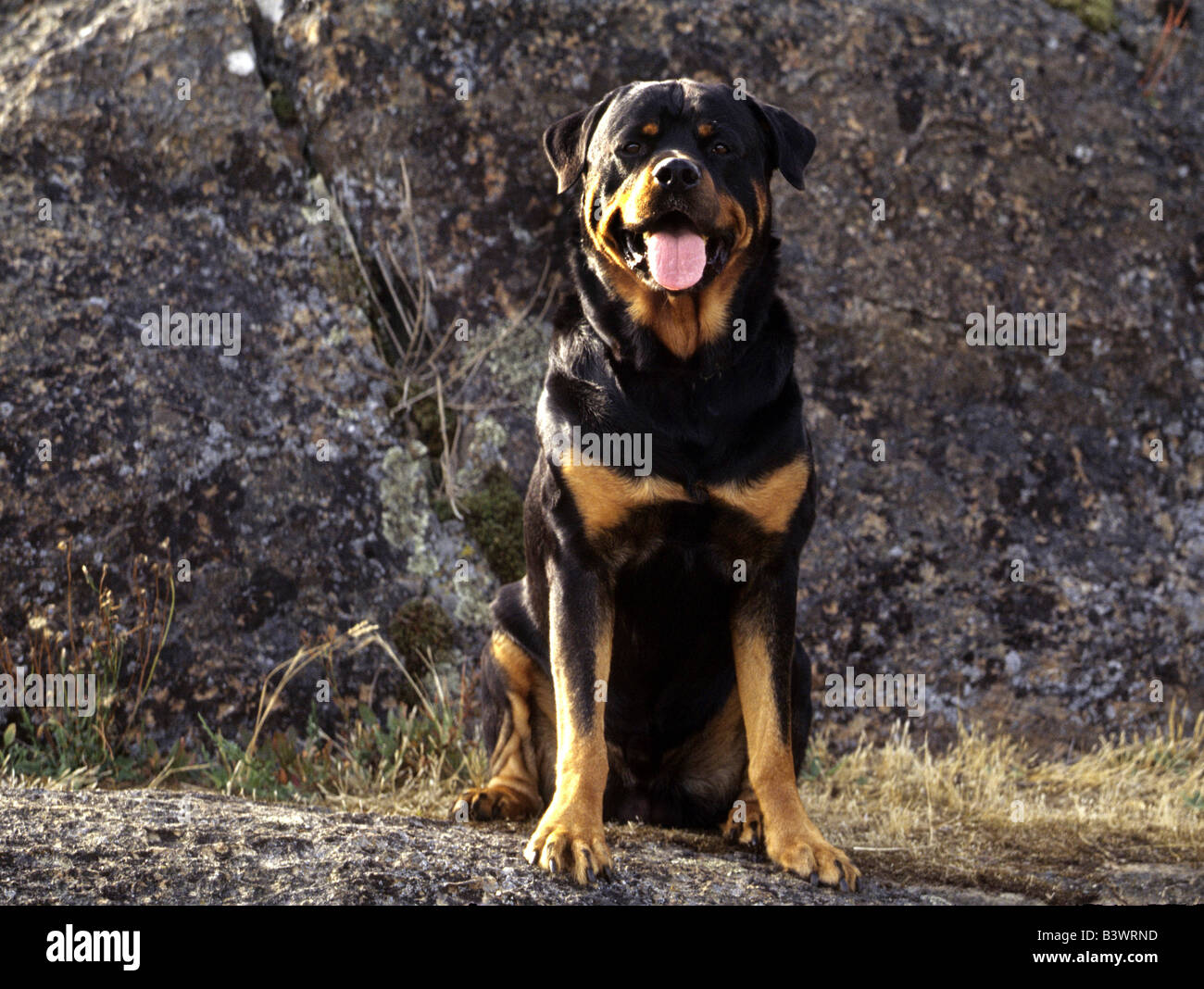 Rottweiler sitting in front of a rock Stock Photo - Alamy