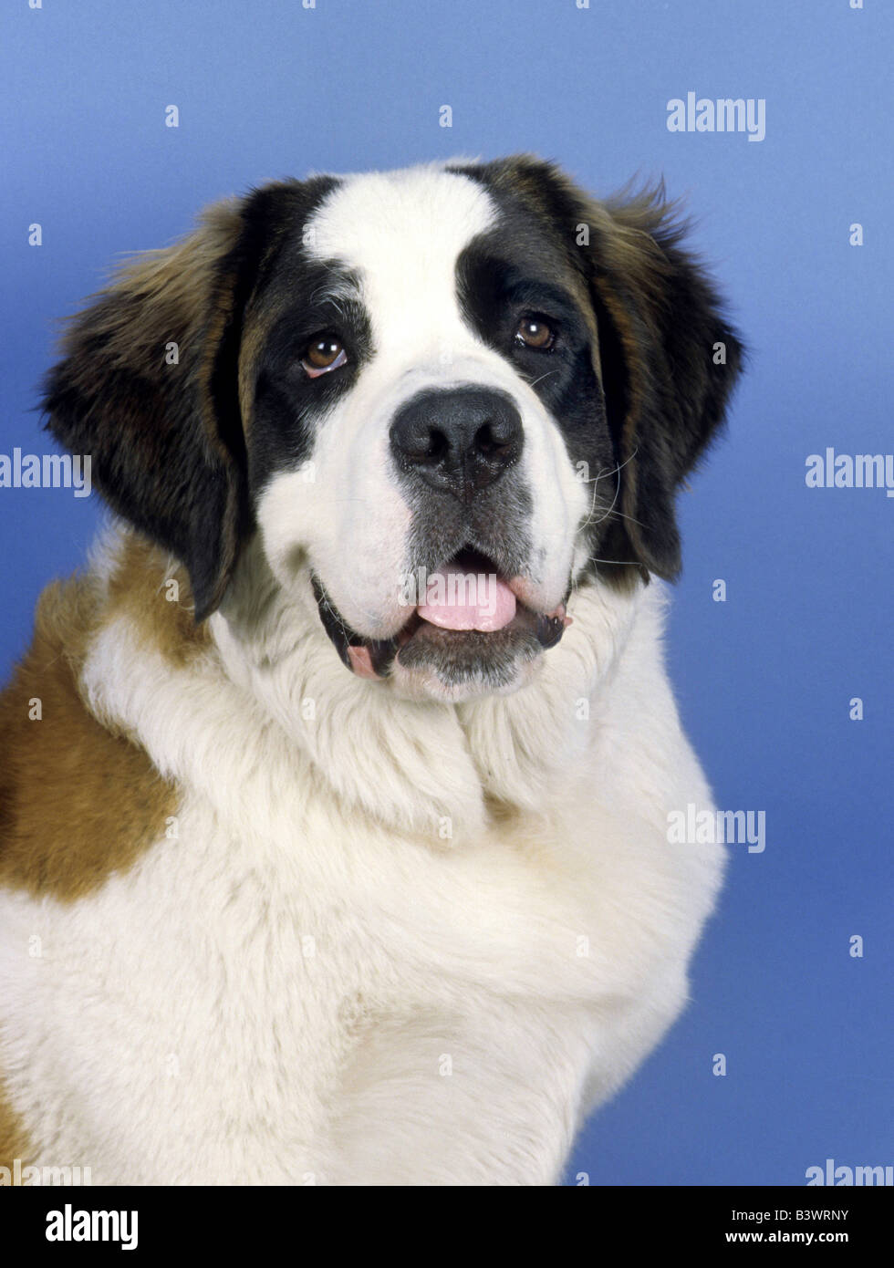 St bernard head shot hi-res stock photography and images - Alamy