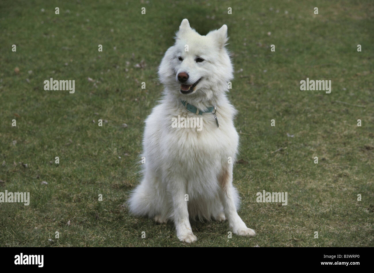 Samoyed sitting in a field Stock Photo - Alamy