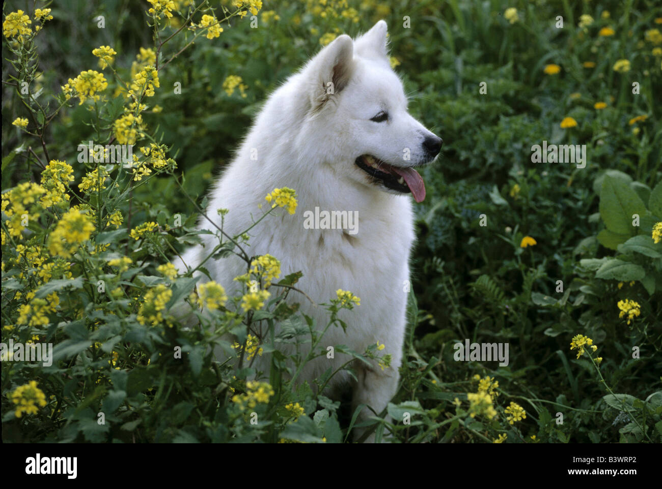 Samoyed sitting in a garden Stock Photo - Alamy