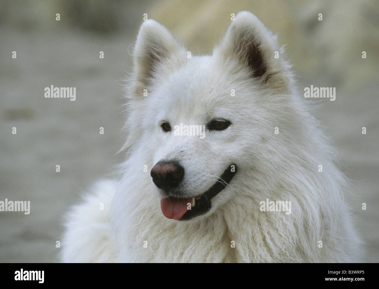 Close-up of a Samoyed Stock Photo - Alamy